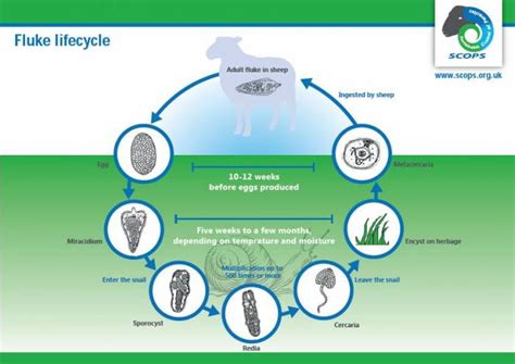 Fluke Worm Symptoms In Dogs