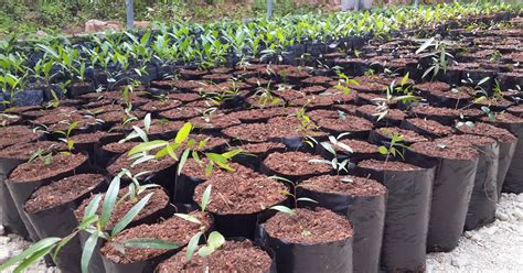 Nature Based Green Infrastructure African Experience And Potential