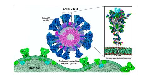 Fighting COVID-19 Using Molecular Dynamics Simulations | ACS Central Science
