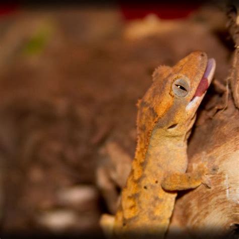 How To Breed Crested Geckos