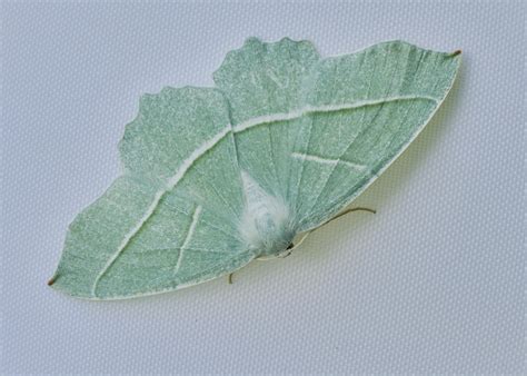 Light Emerald Moth R Moths
