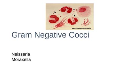 Bacteriology Classification And Morphologypptx