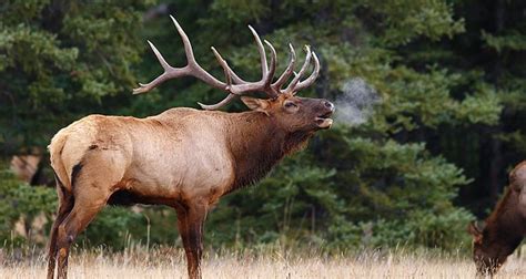 Wildlife Of Jasper National Park 5 Key Species To Spot
