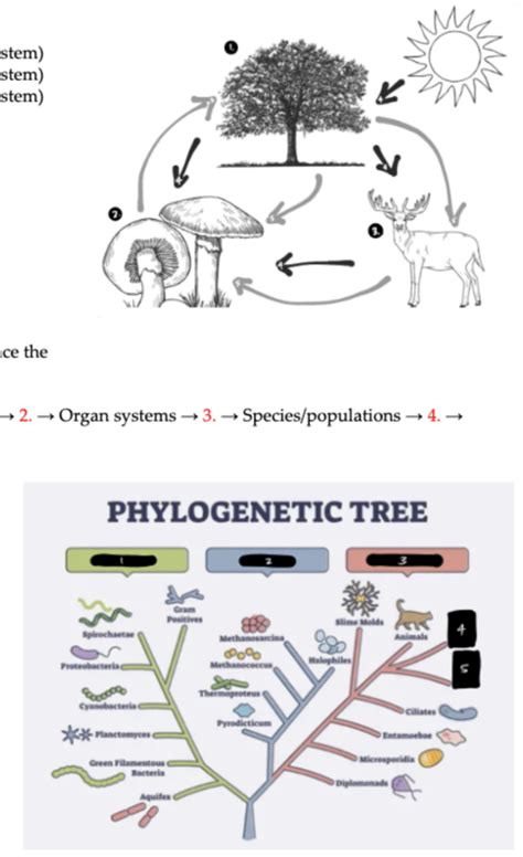 Bio Test 1 Diagram Quizlet