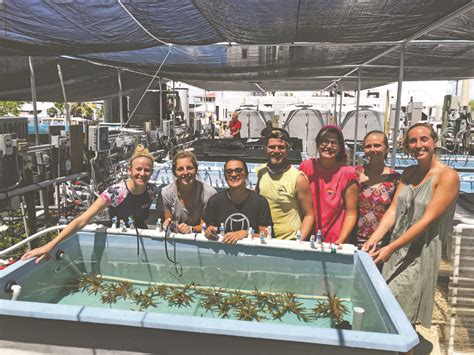 Lets Talk Coral Sex Mote Researchers Tackle Coral Spawning