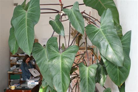 Домашние Цветы Лианы Фото И Названия — Фото Картинки