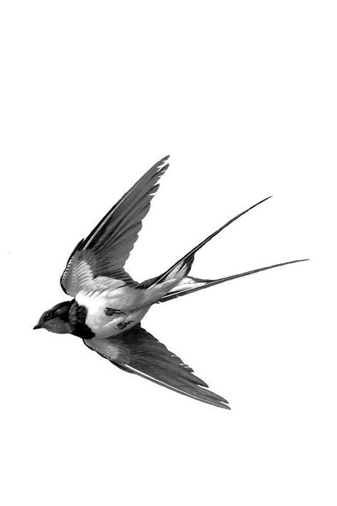 Pin Von Lillavillavita Auf Svala Schwalbe Tattoo Design Tattoo Ideen Klein Schwalben Tattoo