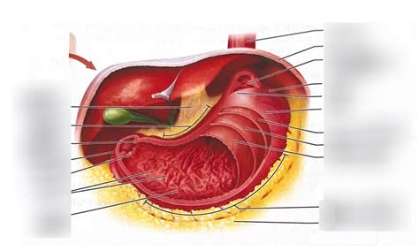 Stomach Diagram Quizlet