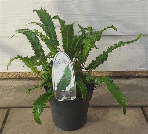 Asplenium Scolopendrium Angustatum Harts Tongue Fern Buy Uk