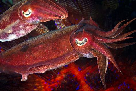 Red Cuttlefish Mating