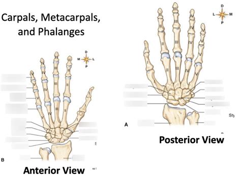 Carpals Metacarpals And Phalanges Diagram Diagram Quizlet