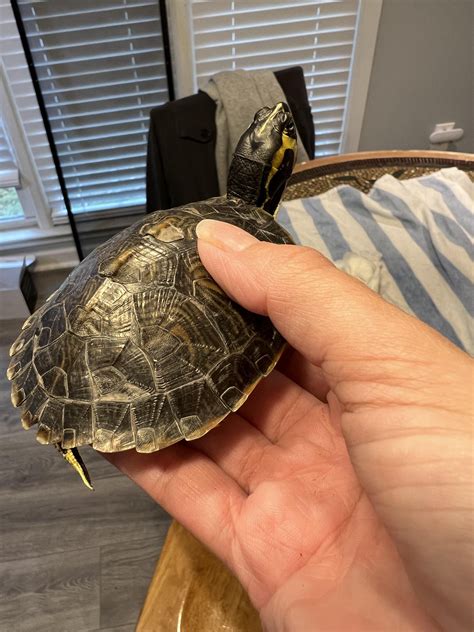 shell health and sex identification r turtle