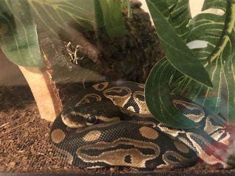 How To Care For Your Ball Python With Pictures WikiHow