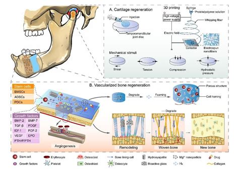Application Of Hydrogels For Cartilage And Bone Regeneration In Oral Download Scientific