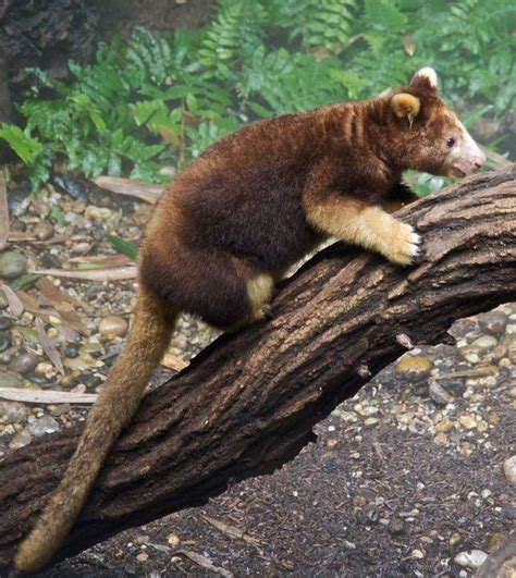 Tree Kangaroo Alchetron The Free Social Encyclopedia