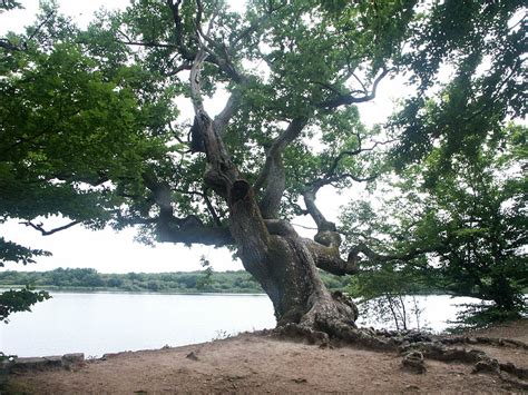 Loire Valley Nature Oaks Quercus Spp