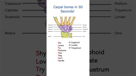 Wrist Bones Mnemonic Carpal Bones Medizzy