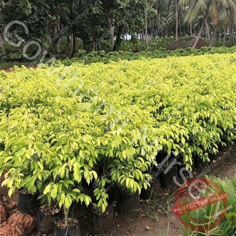 Ficus Reginald Gowthami Nursery