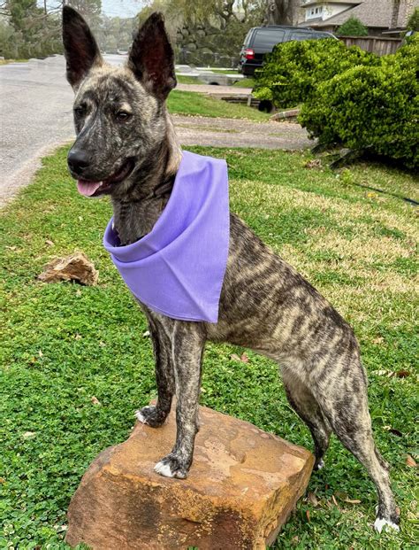 Adopt BAMBI Today Find Paw Pal