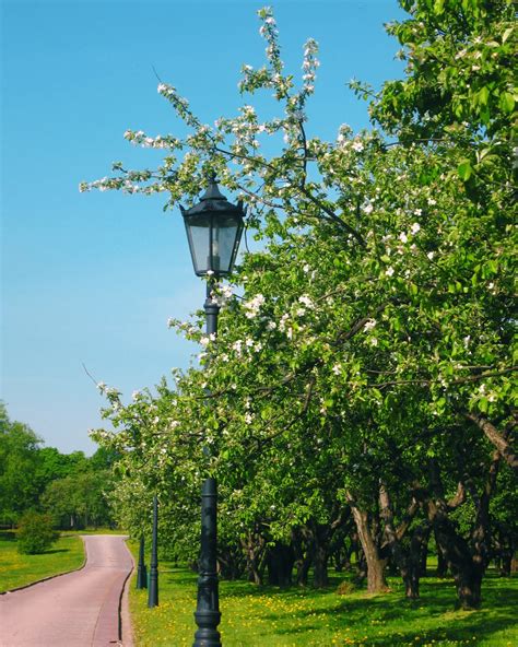 14 Eye Catching Tree Lined Driveway Ideas For Front Yard Landscaping