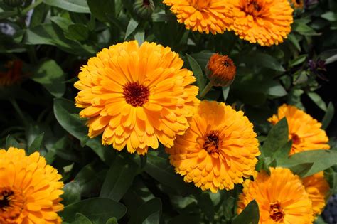 Free Calendula Marigold Images Pixabay