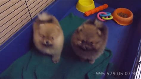 საუკეთესო ლეკვები პომერანული შპიცის Youtube