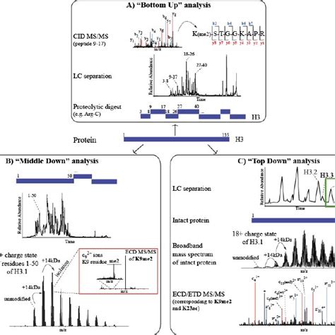 Comparison Of “peptide Centric” Versus “protein Centric” Ms Strategies Download Scientific