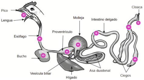 Sistema Digestivo Aves Genially