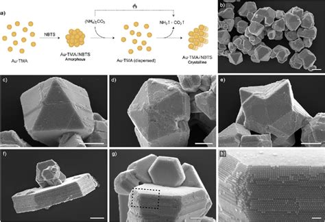 Colloidal Crystallization Of Tma Functionalized Gold Nanoparticles