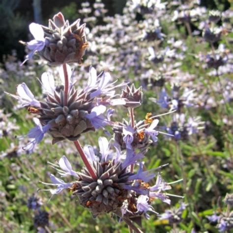 Salvia Clevelandii California Blue Sage Plant Native To California