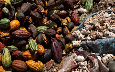 Report Ivory Coast Ghana Cocoa Plan To Have Limited Effect On World Prices The Habari Network