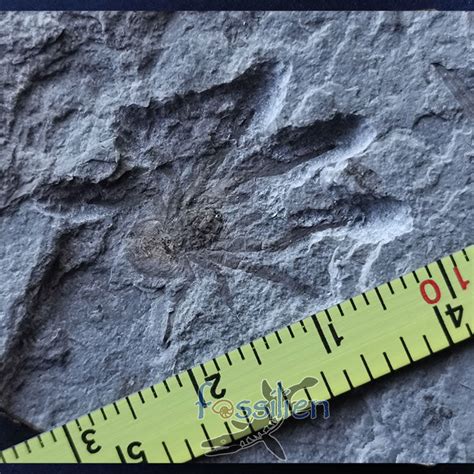 Rare Spider Fossil From Lower Cretaceous Fossilien Company