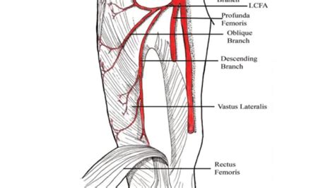 Popliteal Artery Anatomy Branches Location And Course Popliteal Artery