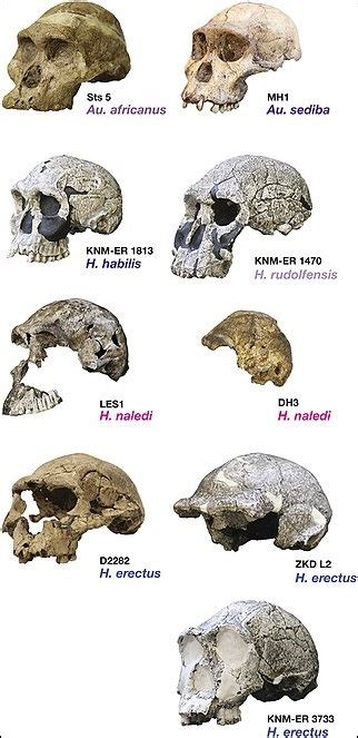 Paranthropus Vs Australopithecus