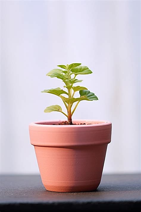 작은 데이지 꽃 식물 배경 배경 화면 및 일러스트 무료 다운로드 Pngtree