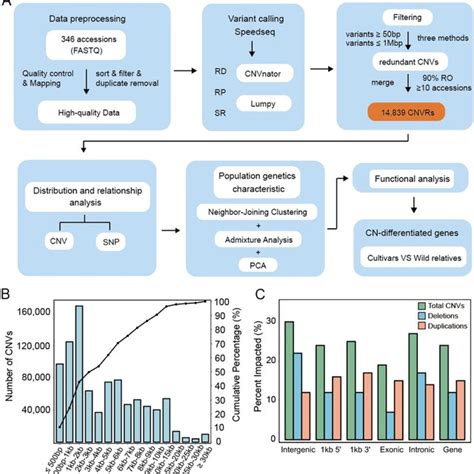 Statistics Of Cnvs In Apples A The Whole Cnv Analysis Workflow B Cnv