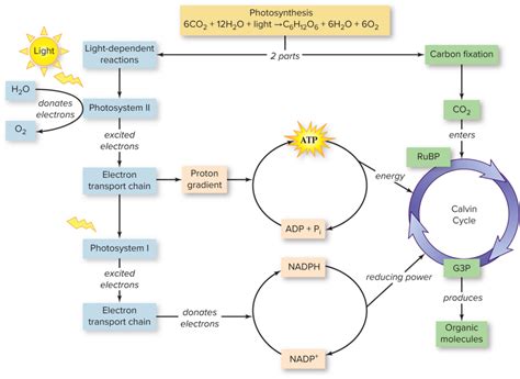 Chapter 8 Photosynthesis Diagram Quizlet