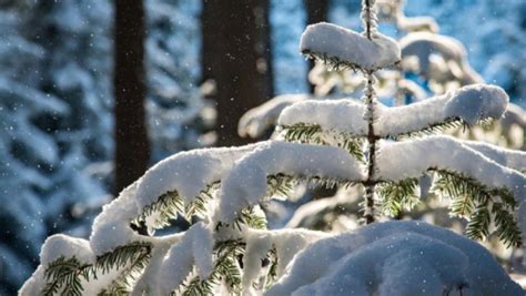 Ойрын хоногуудад уулархаг нутгаар нойтон цас орж ихэнх нутгаар хүйтэрнэ