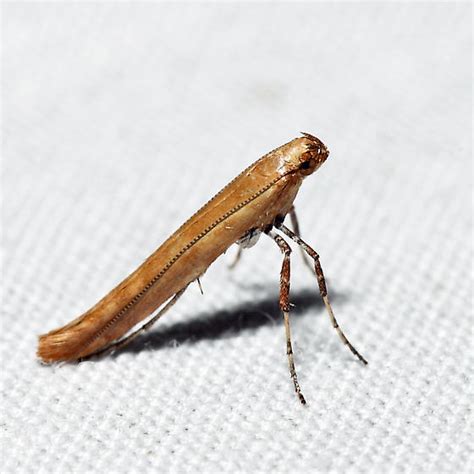 Moth Caloptilia Bugguide Net