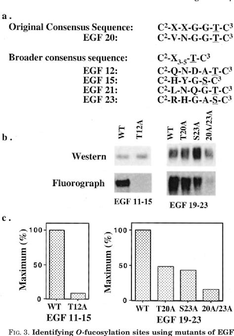 Figure 3 From Fringe Modifies O Fucose On Mouse Notch1 At Epidermal Growth Factor Like Repeats