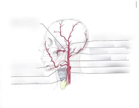 Arteries 1 Diagram Quizlet