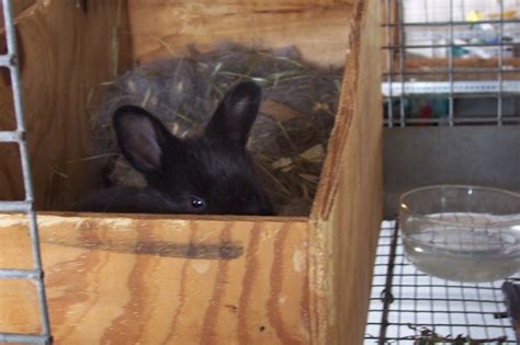 Rabbit Nest Box Info BHA Rabbitry