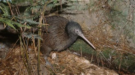 Kiwi Species Save The Kiwi