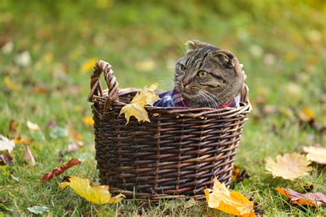 가 분위기와 고양이입니다 줄무늬 스코틀랜드 노란 나뭇잎과 잔디에 바구니에 파란색 스웨터에 고양이 접혀 가 시즌입니다 가 시간 가을 단풍에 대한 스톡 사진 및 기타 이미지