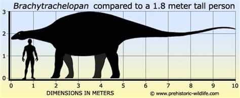 Brachytrachelopan