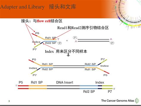 高通量测序：双端测序解析 csdn博客