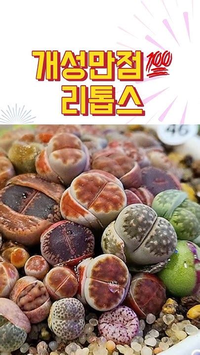 리톱스 다육이 다육식물 다육이저렴한곳 다육이금 희귀다육 예쁜다육 반려식물 초보다육이 초보식집사 엑스플랜트 라이브방송판매 라이브방송 라이브쇼핑 메셈