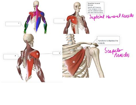 Biol 252l Lab 5 4 Of 8 Diagram Quizlet
