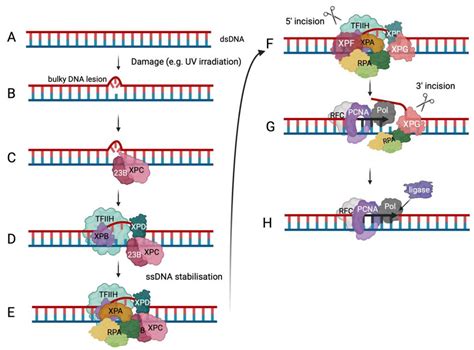 Replication Protein A The Main Eukaryotic Single Stranded Dna Binding
