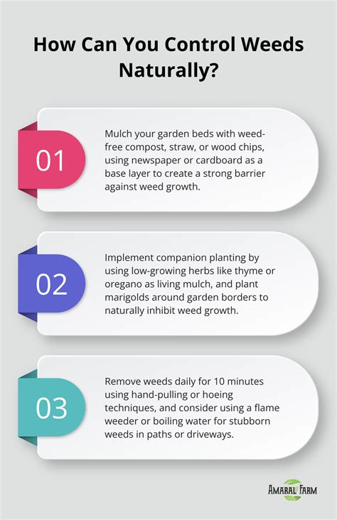 Natural Weed Control Methods For Organic Gardens Amaral Farm